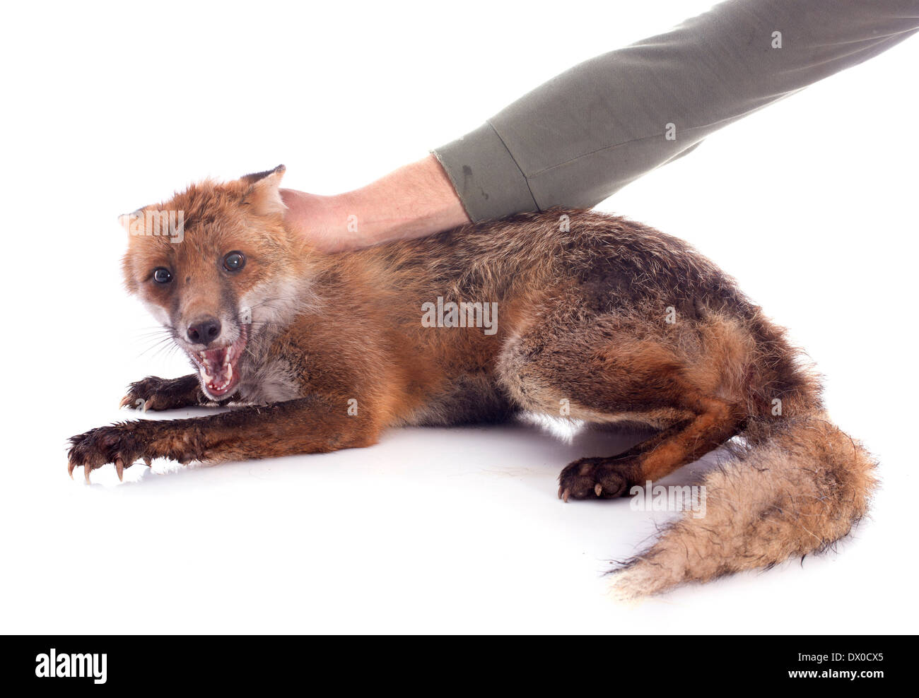 Injured fox hi-res stock photography and images - Alamy