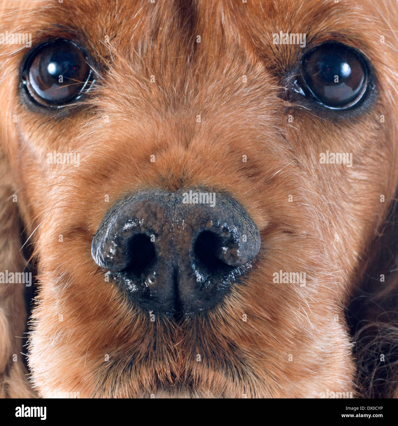 portrait of a purebred english cocker in a studio Stock Photo - Alamy
