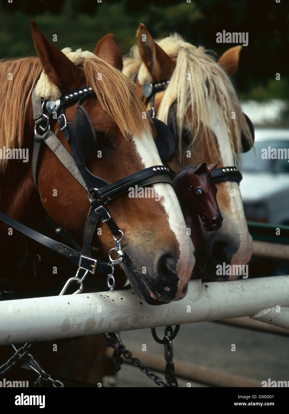 Shire Horses heads Stock Photo - Alamy
