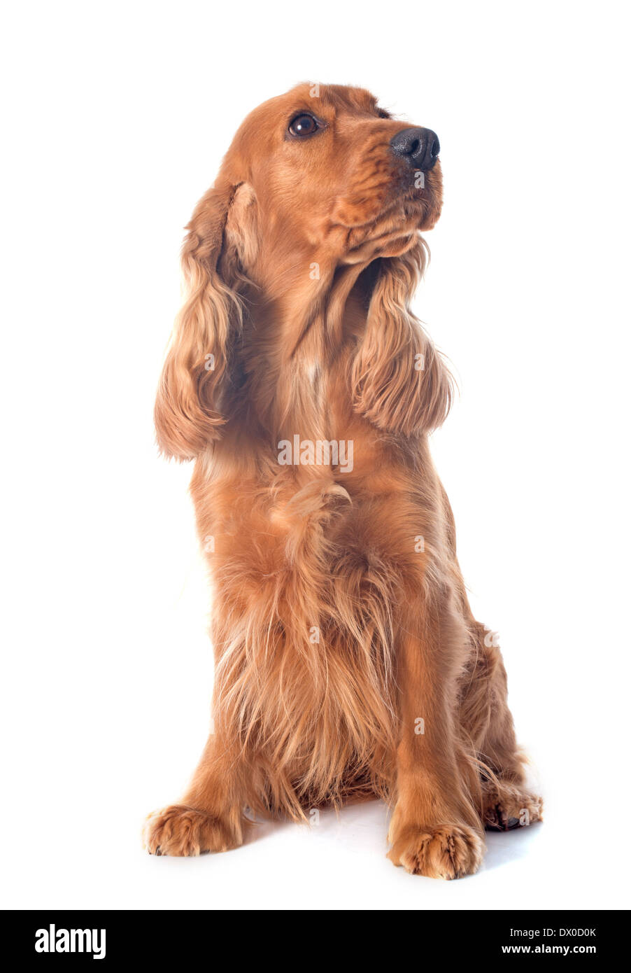 portrait of a purebred english cocker in a studio Stock Photo - Alamy