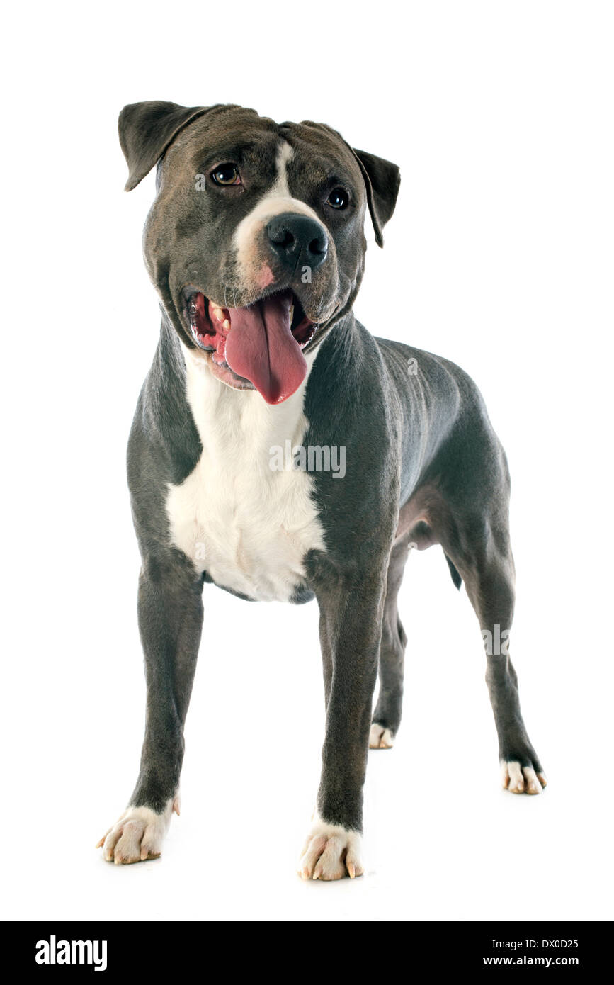 American staffordshire terrier Cut Out Stock Images & Pictures - Alamy