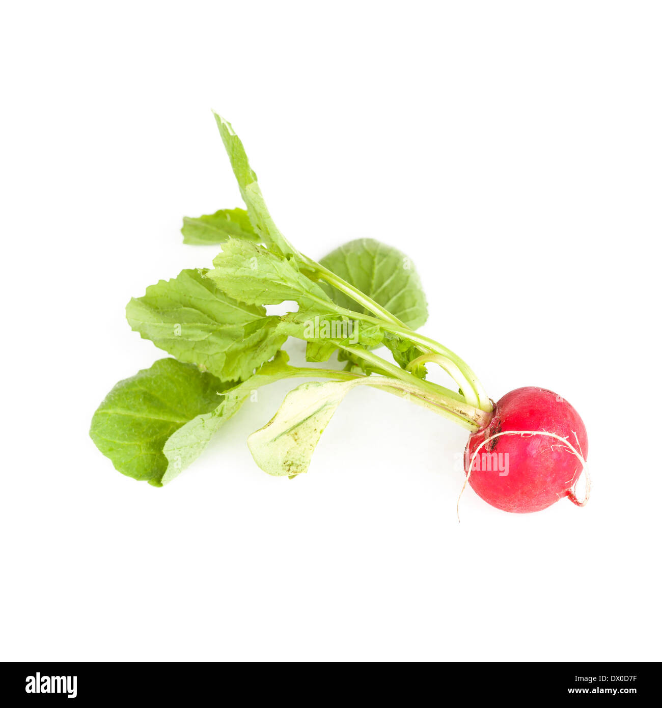 One garden radish, closeup on white background Stock Photo - Alamy