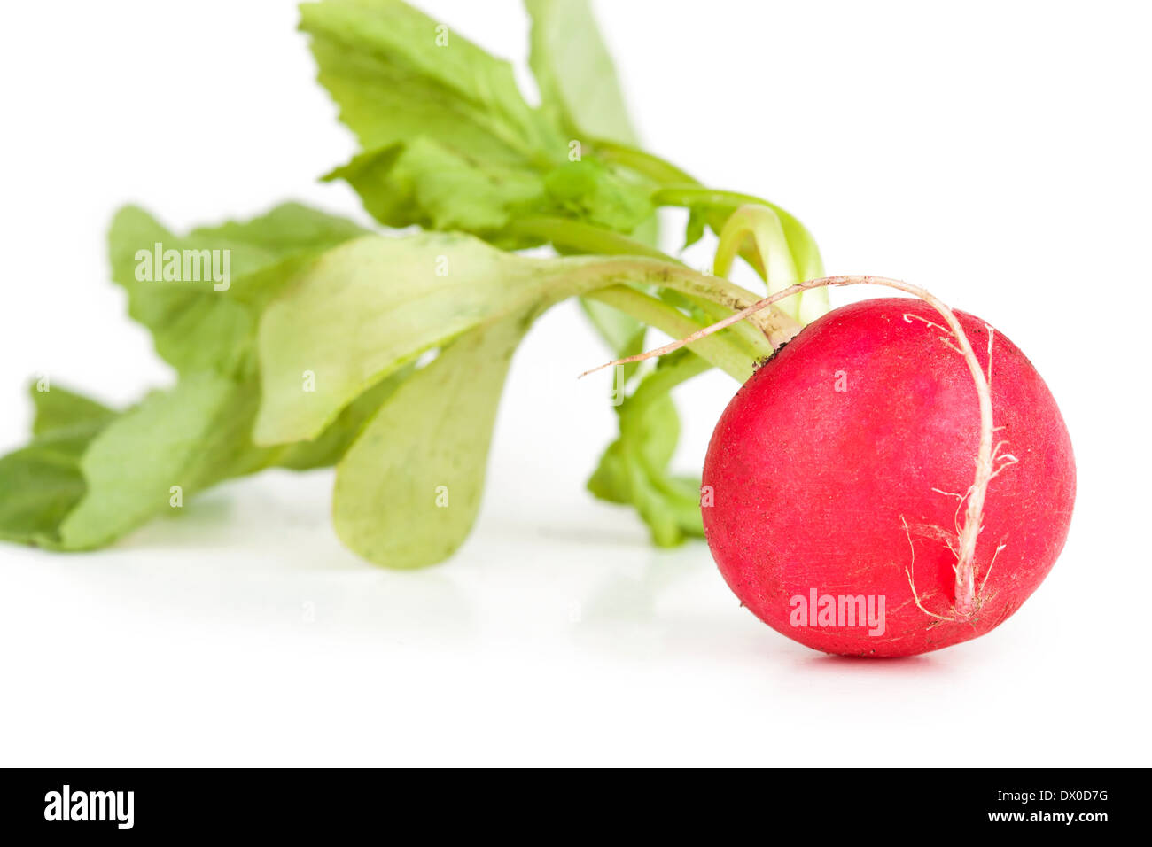 One garden radish, closeup on white background Stock Photo - Alamy