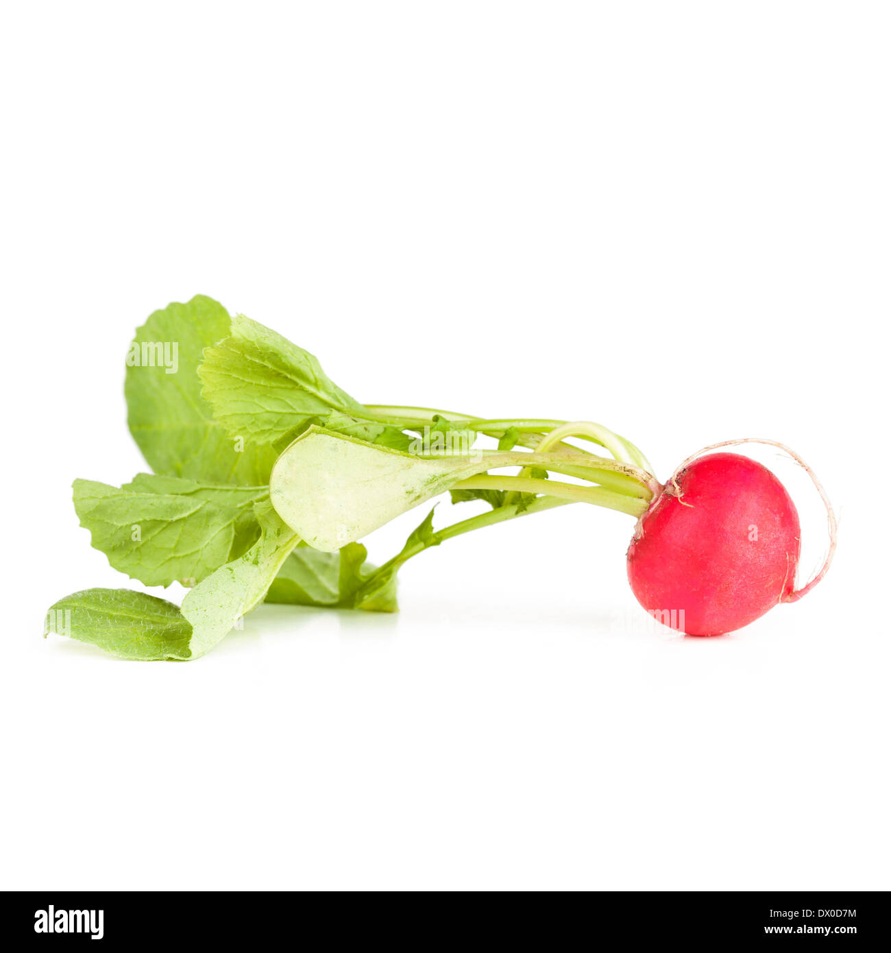 One garden radish, closeup on white background Stock Photo - Alamy