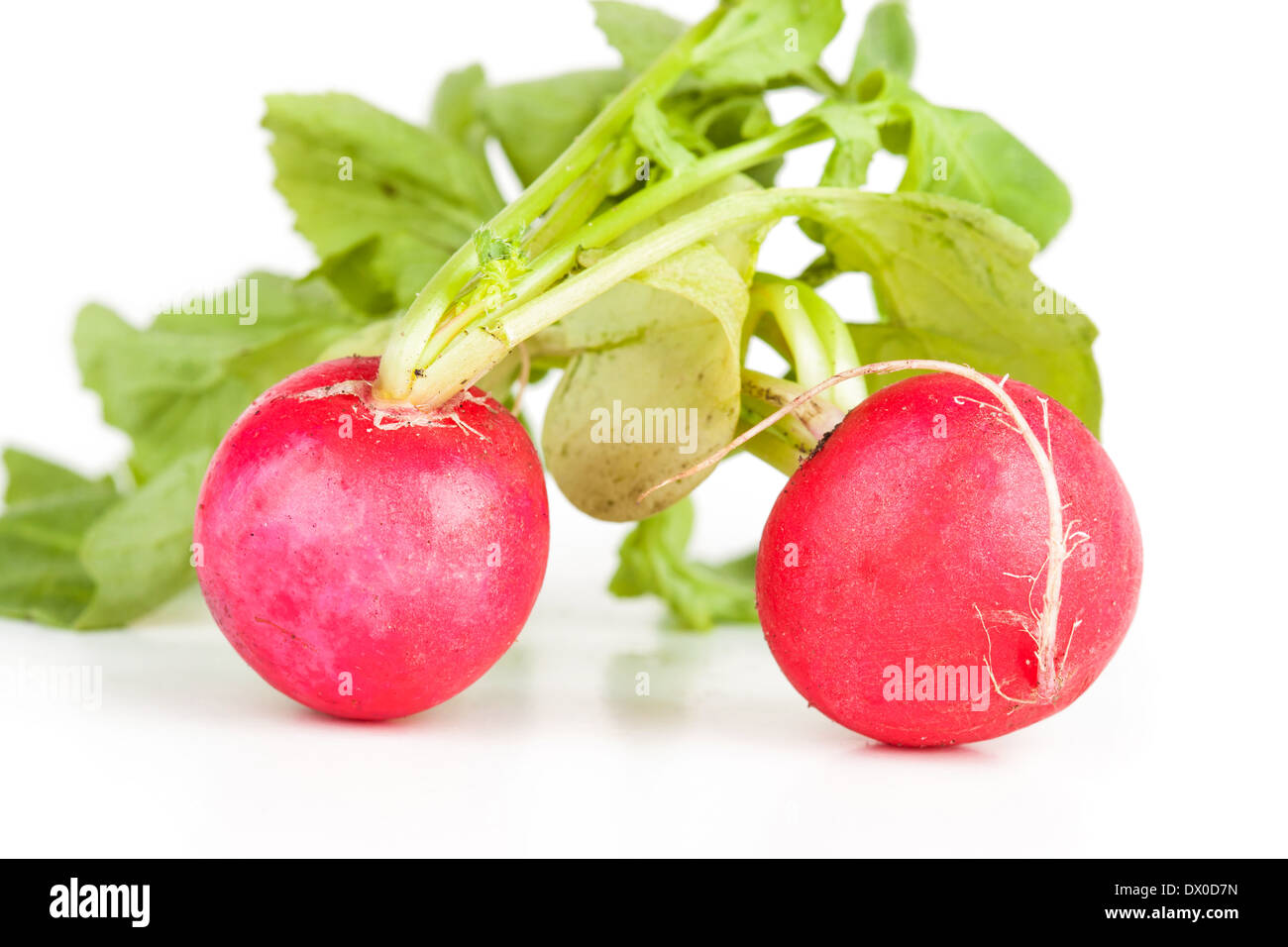 Two garden radish, closeup on white background Stock Photo - Alamy