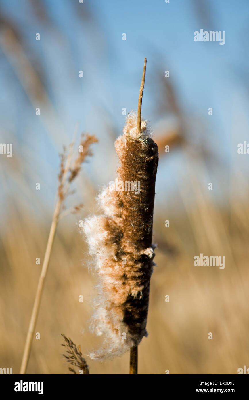Bulrush,reed at Radipole lake nature reserve,Weymouth,Dorset Stock ...