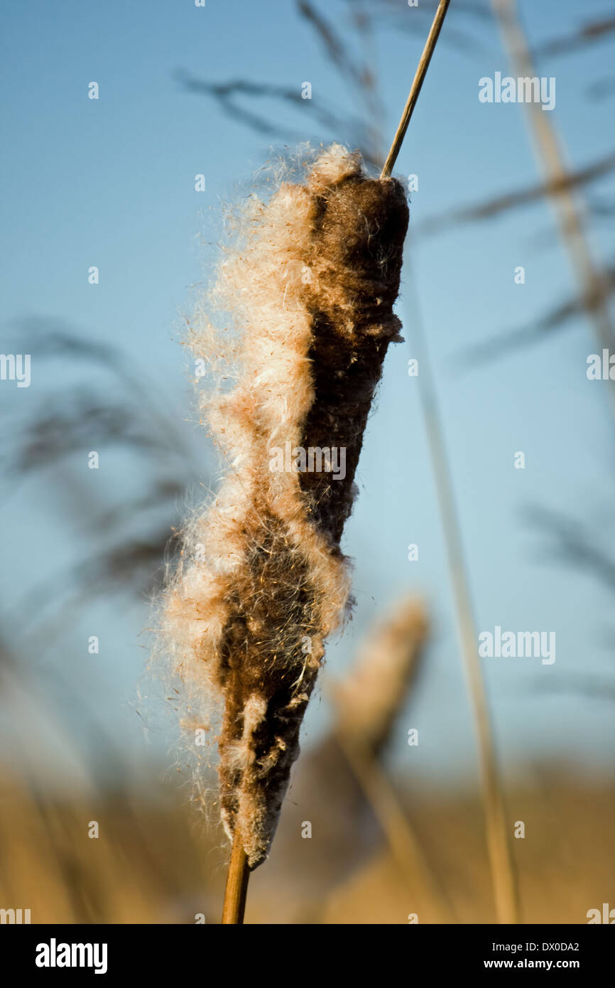 Bulrush, reeds at Radipole lake nature reserve,Weymouth Stock Photo - Alamy