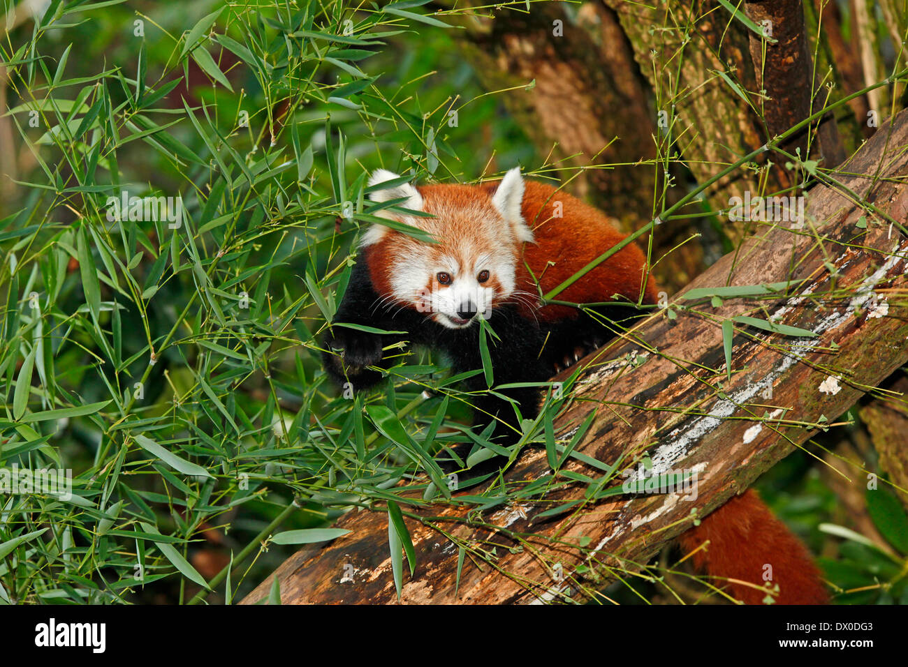 Bamboo Forest Red Panda