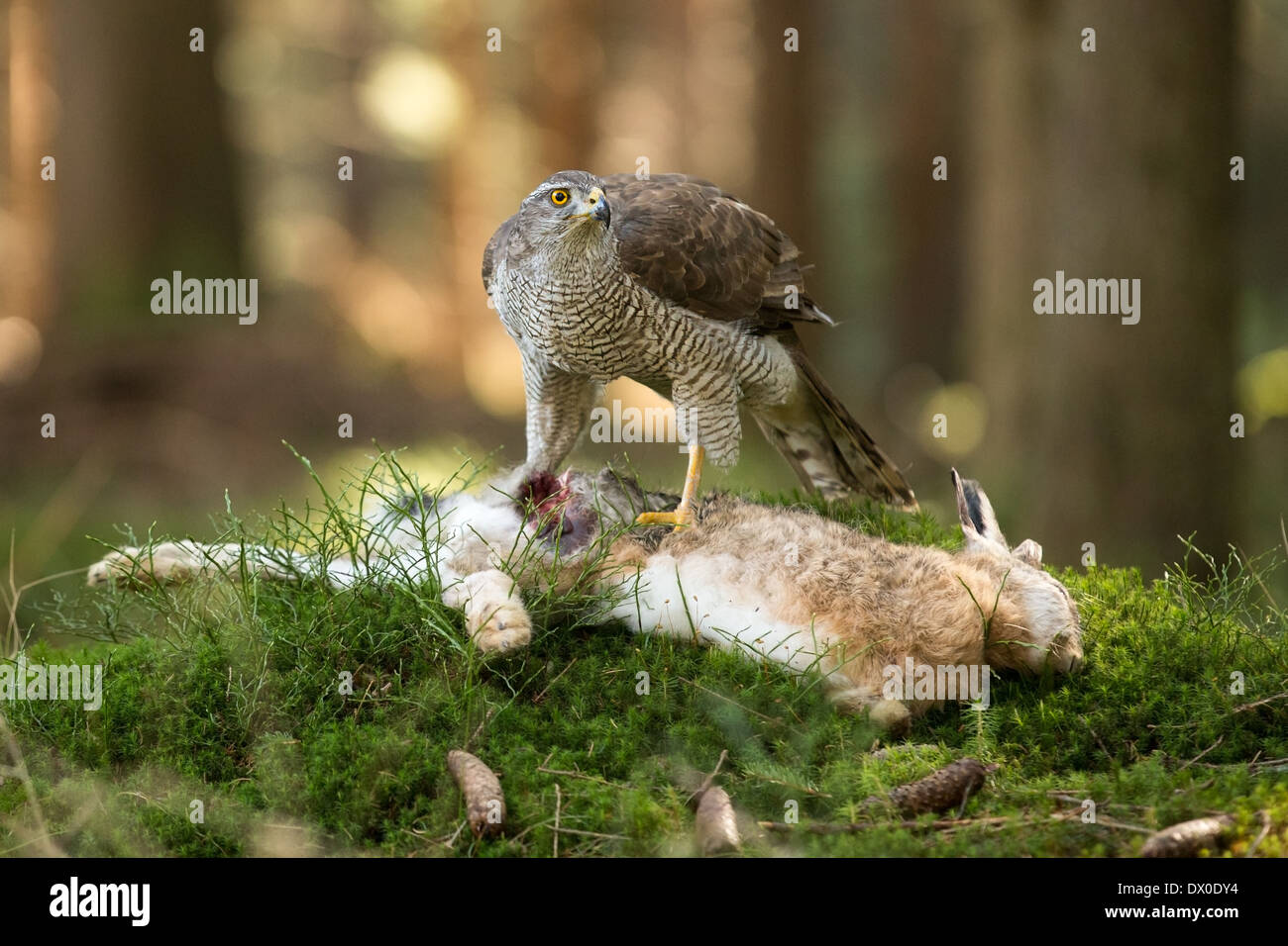 Captive female goshawk hi-res stock photography and images - Alamy