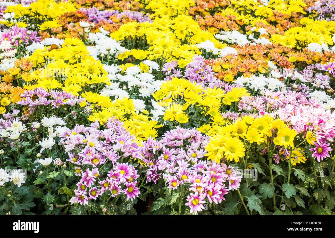 Brightly color hi-res stock photography and images - Alamy