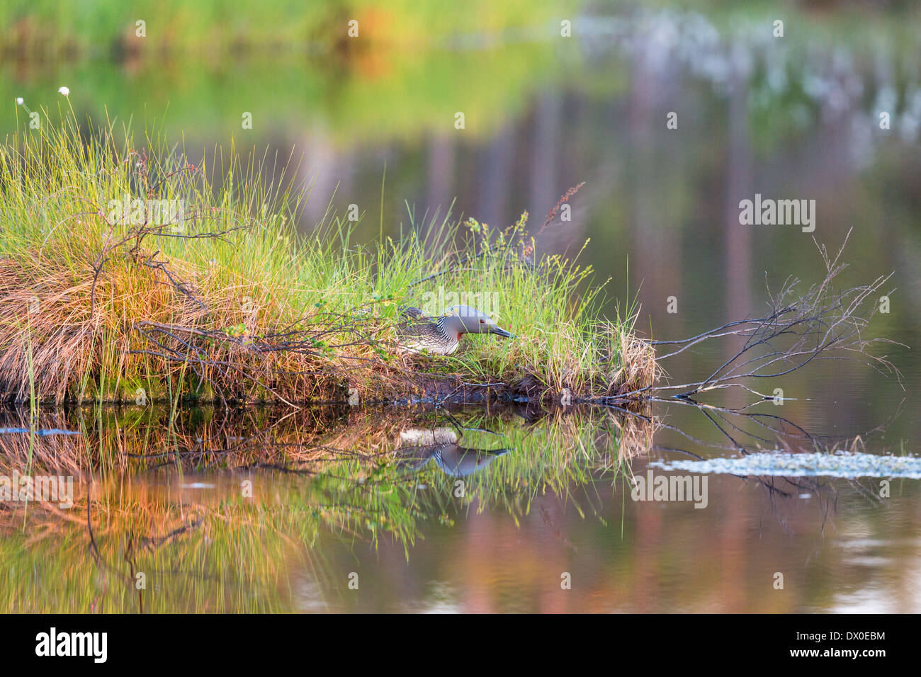 brooding marsh birdnest landscape wetland wilderness Red-throated Gavia ...