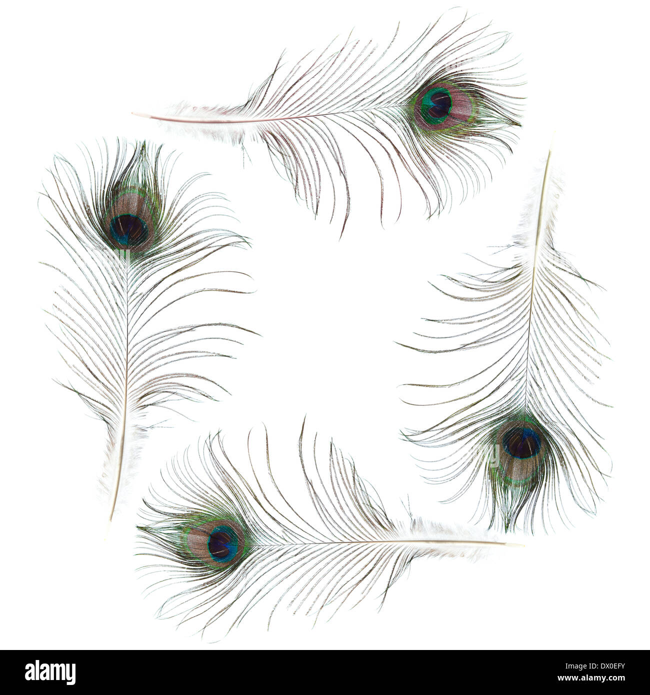 Peacock Feather Frame