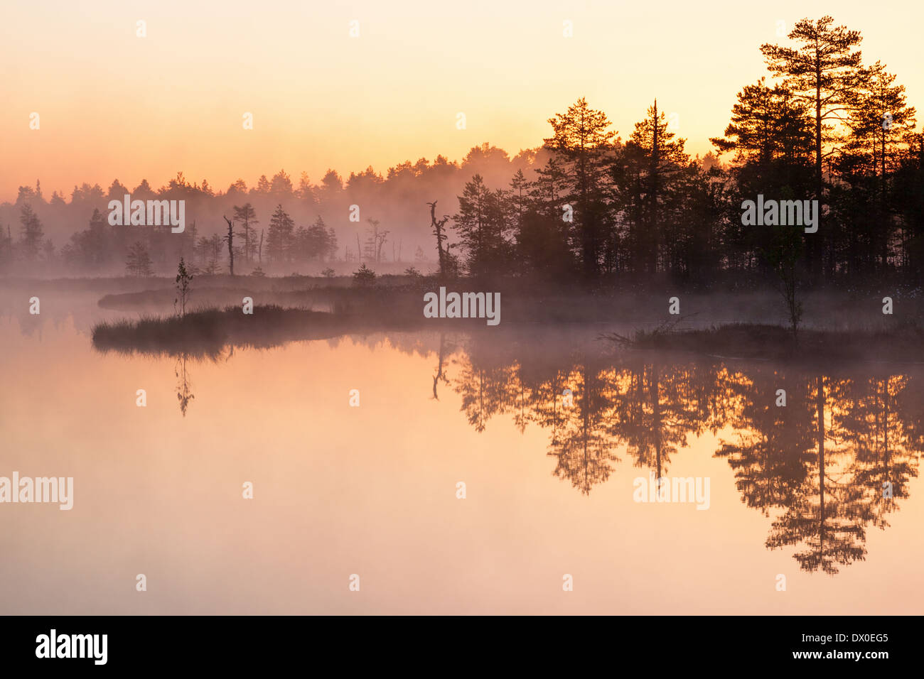 Daybreak light over the lake at the forest Stock Photo - Alamy