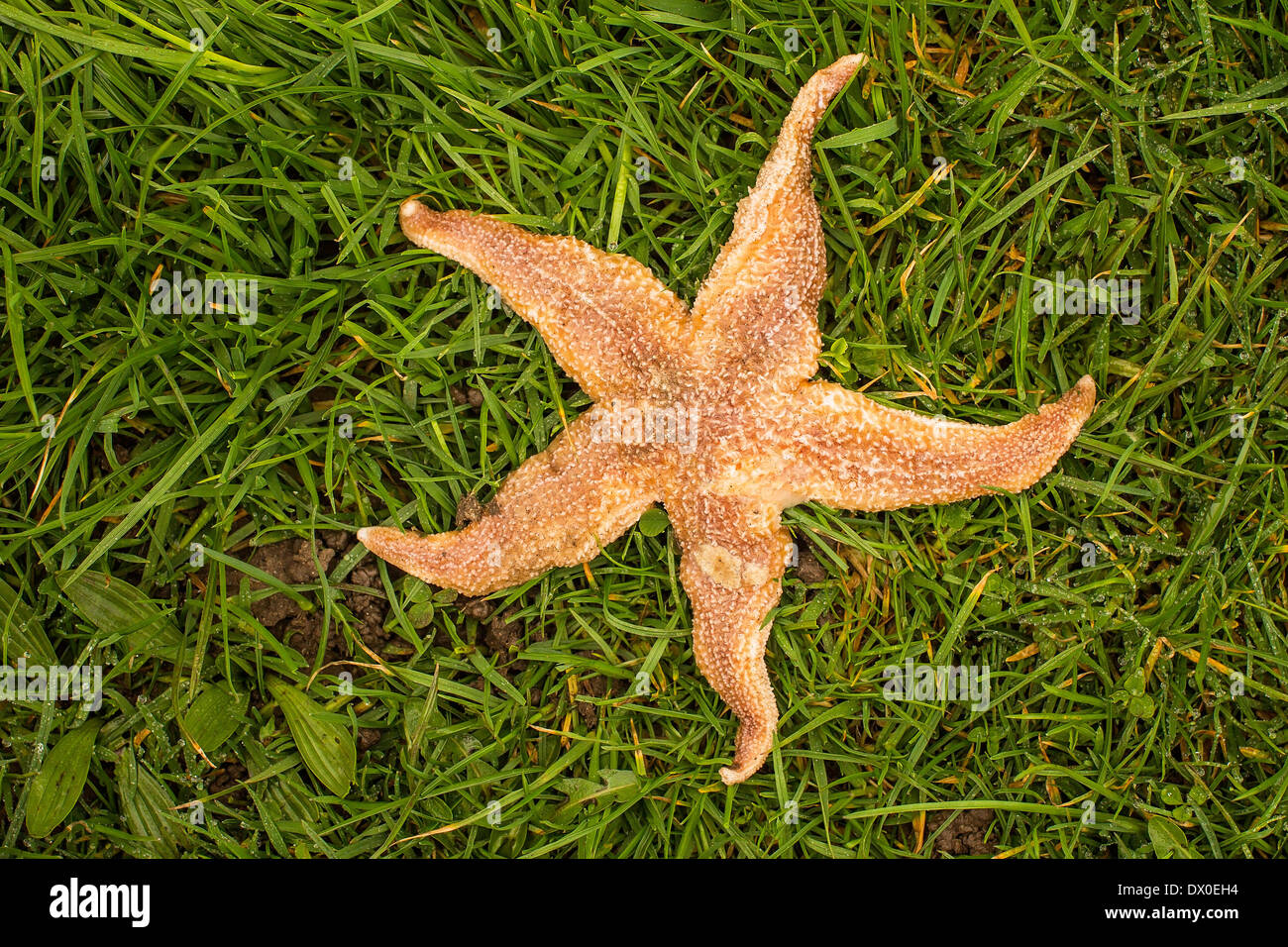 Class of marine life hi-res stock photography and images - Alamy