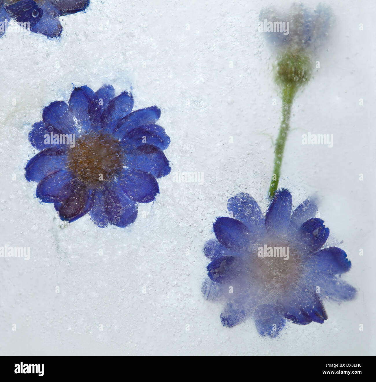 flowers frozen into ice background Stock Photo - Alamy