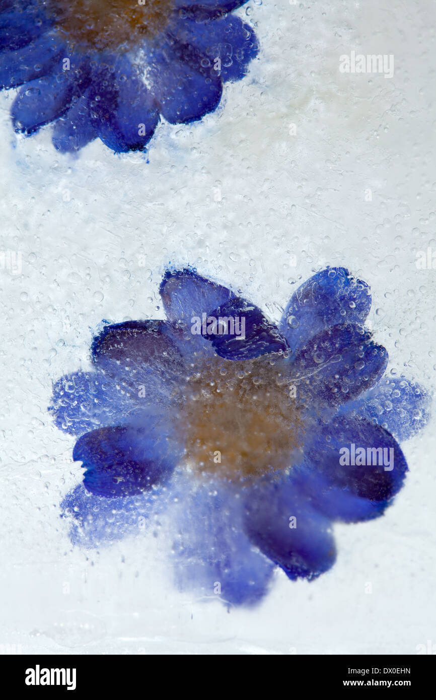 flowers frozen into ice background Stock Photo - Alamy