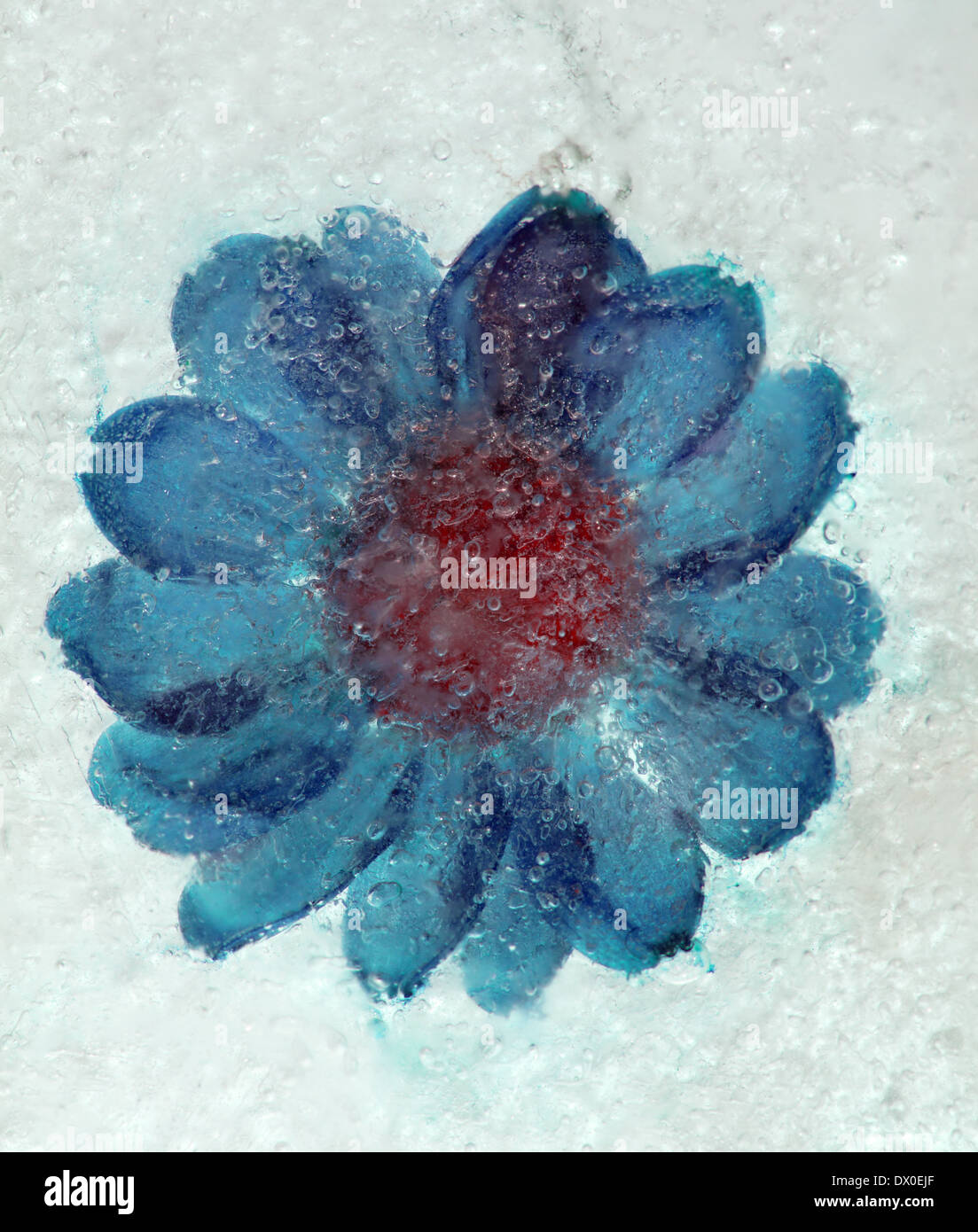 flowers frozen into ice background Stock Photo - Alamy