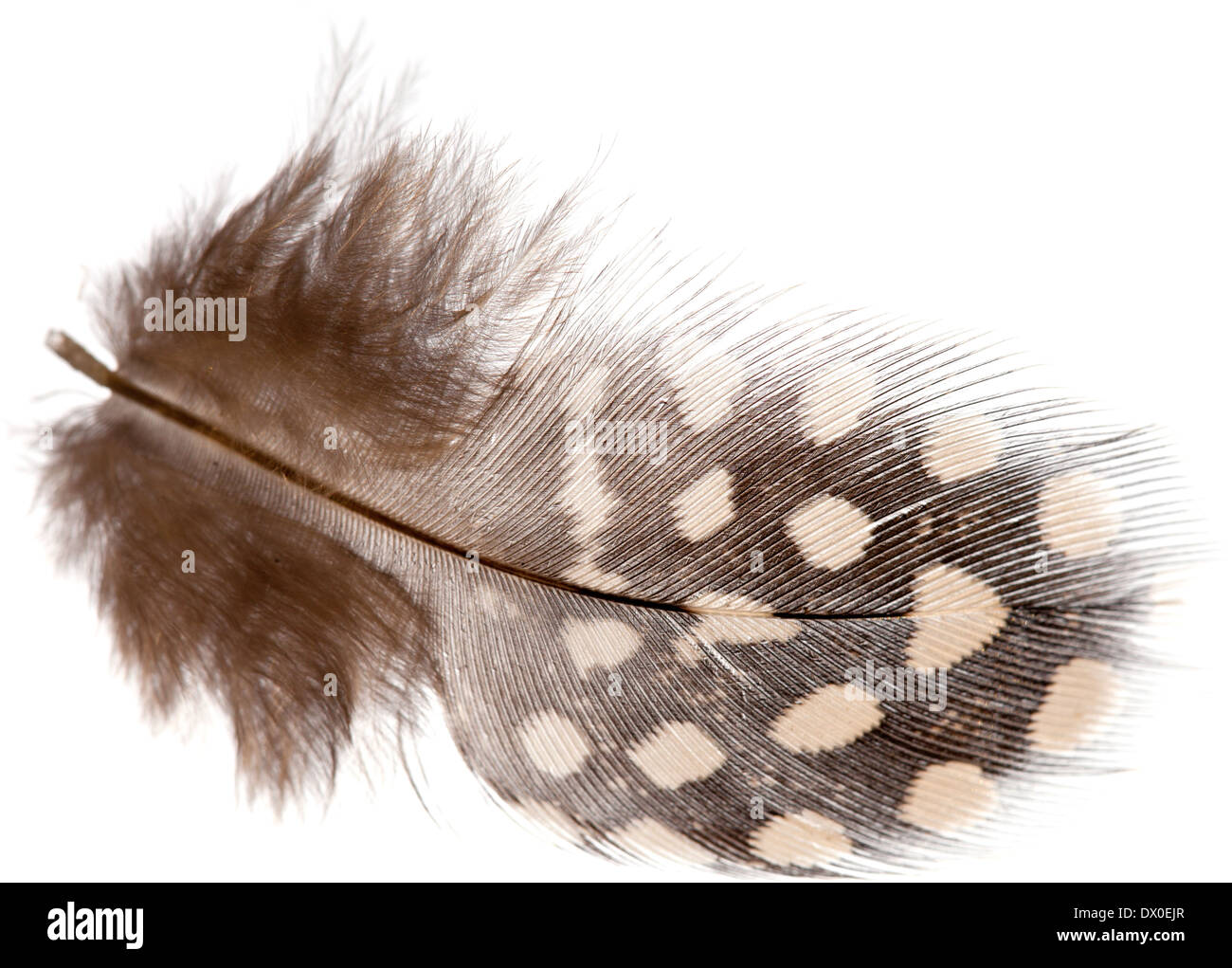 Black feather with white dots hi-res stock photography and images - Alamy
