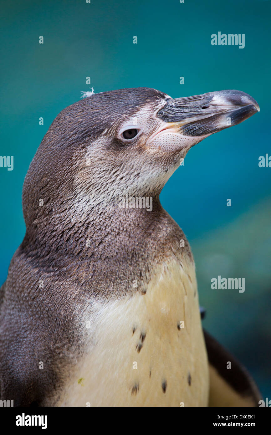 Penguin beak hi-res stock photography and images - Alamy