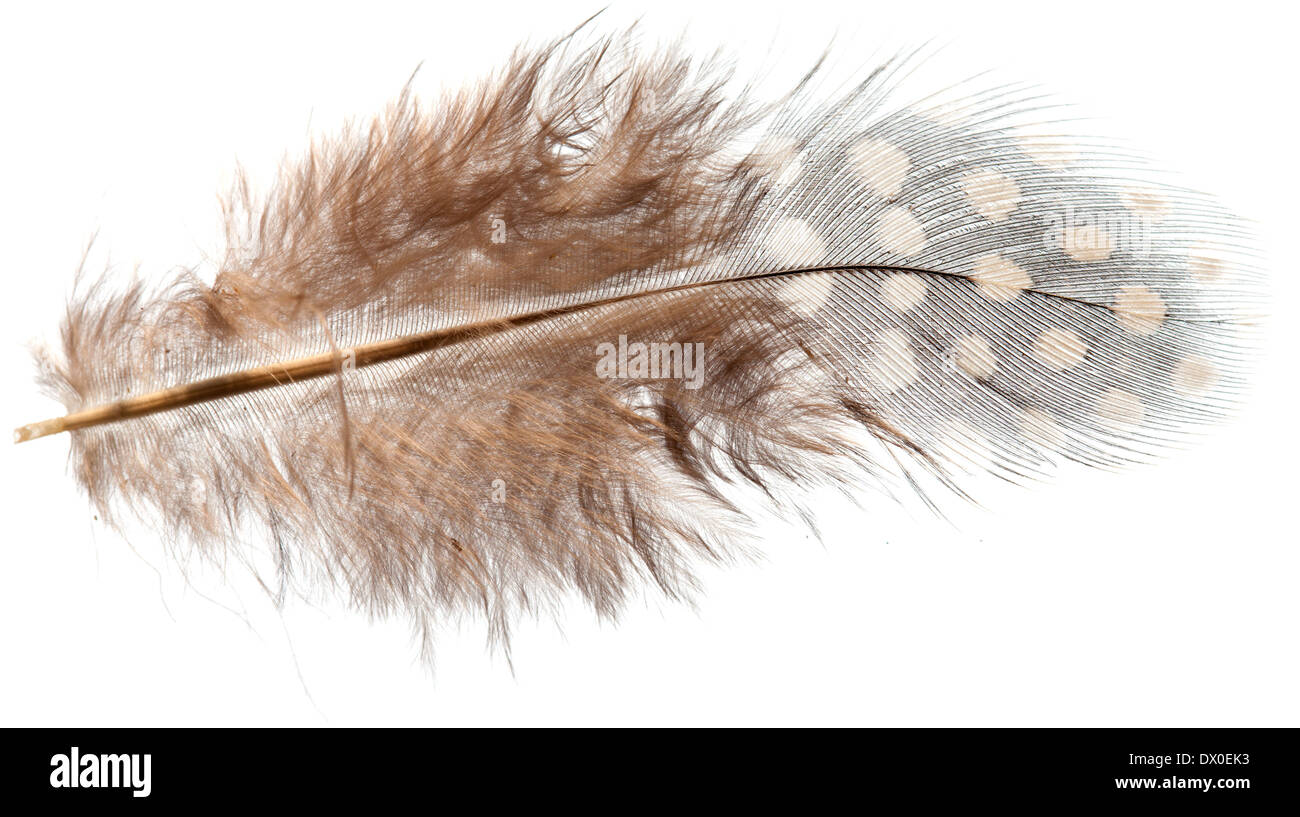 guinea fowl feather isolated on white Stock Photo - Alamy