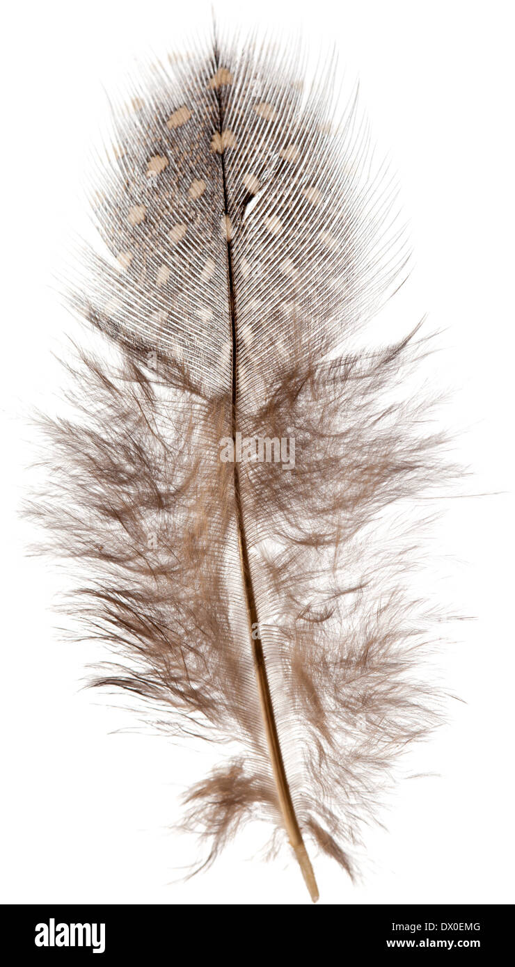 guinea fowl feather isolated on white Stock Photo - Alamy