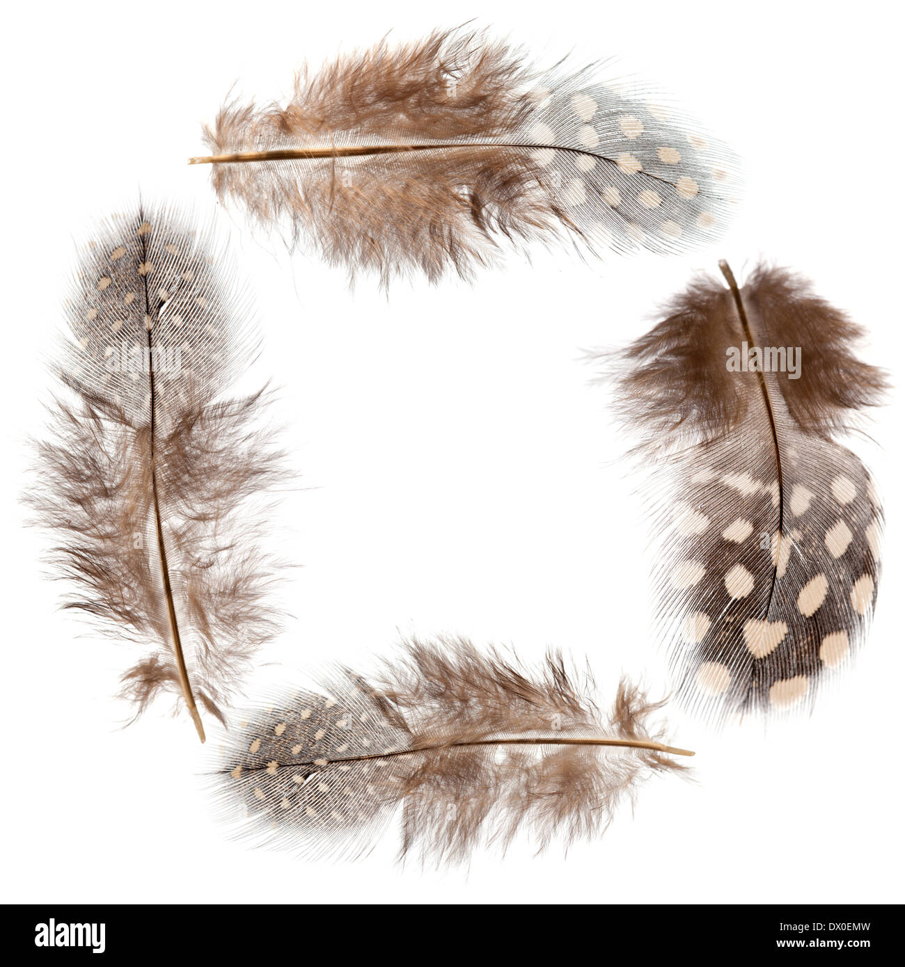 Guinea fowl feather hi-res stock photography and images - Alamy