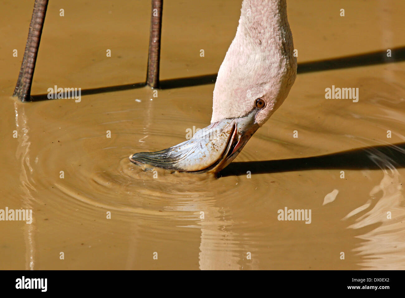 Serrated beak hi-res stock photography and images - Alamy