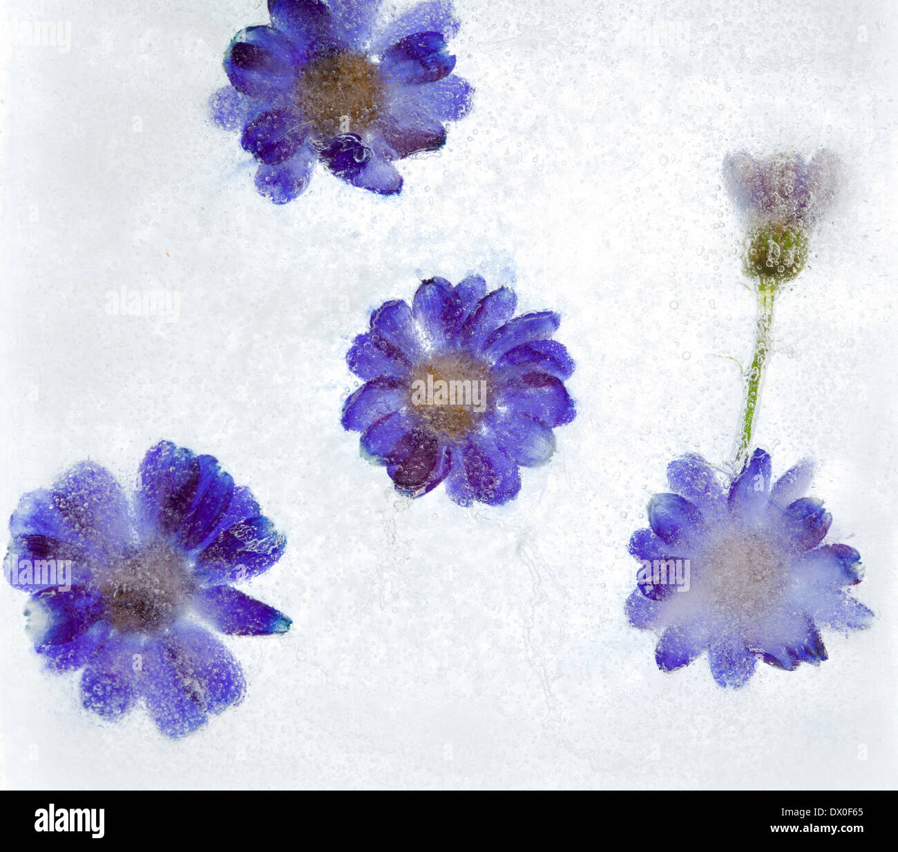 flowers frozen into ice background Stock Photo - Alamy
