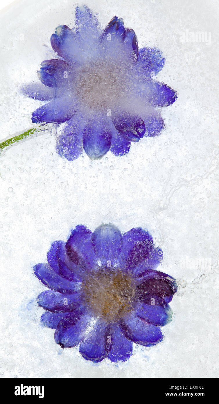 flowers frozen into ice background Stock Photo - Alamy