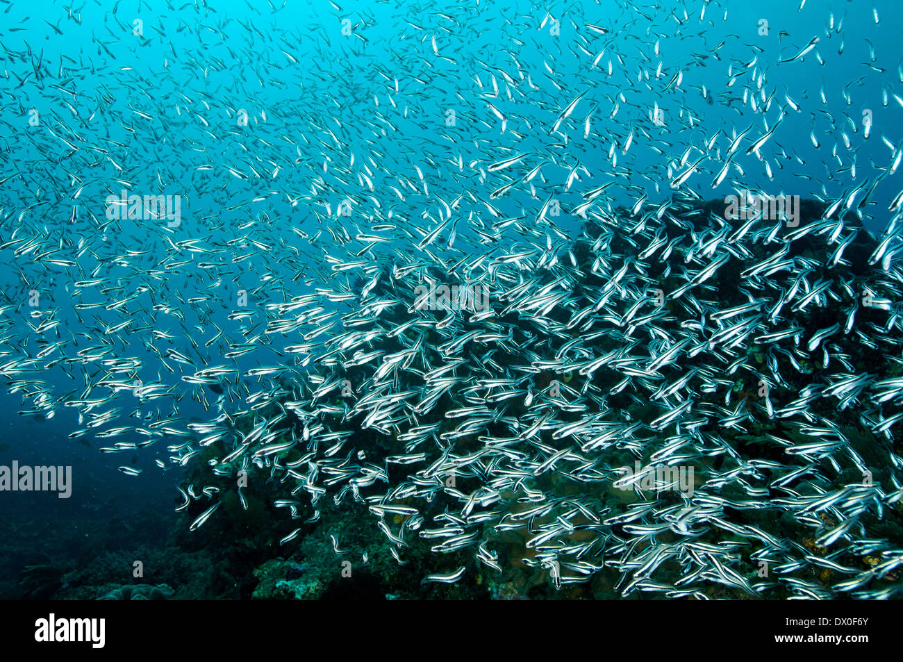 Yellow striped dartfish, Parioglossus formosus, Raja Ampat Indonesia ...