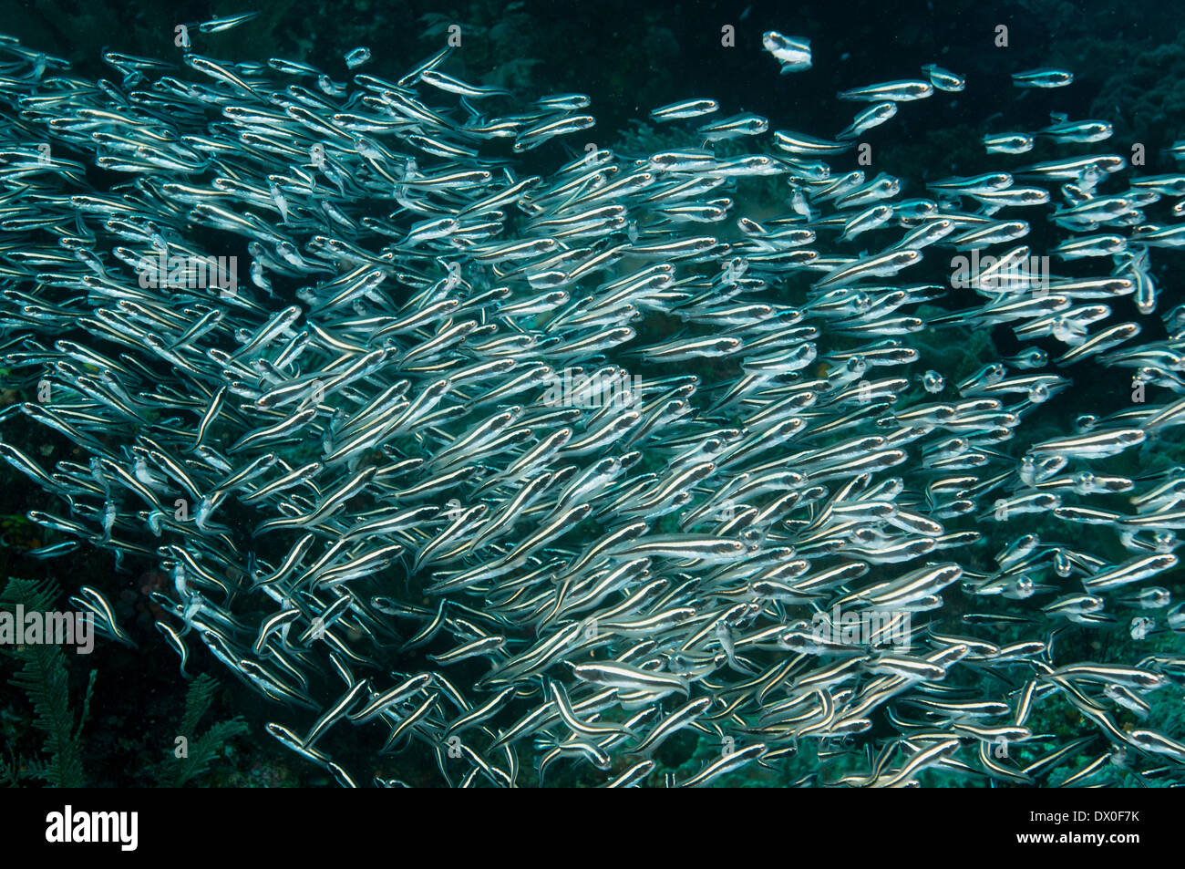 Parioglossus formosus hi-res stock photography and images - Alamy