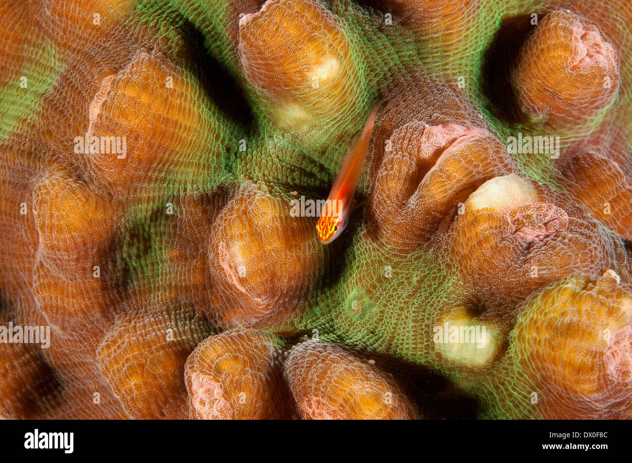 Neon dwarfgoby, Eviota atriventris, on a hard coral Raja Ampat ...