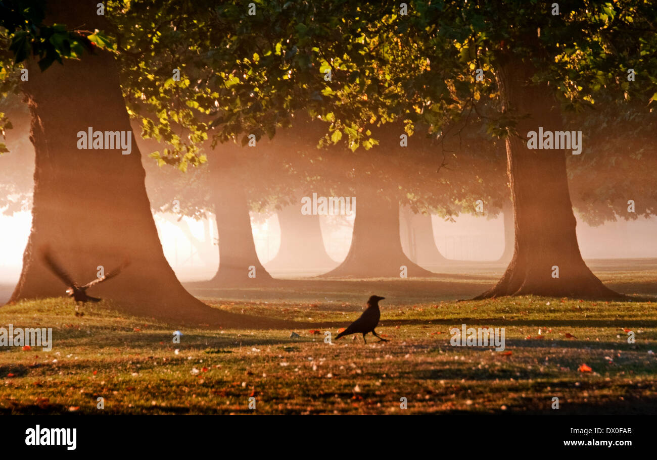 Trees early morning hi-res stock photography and images - Alamy