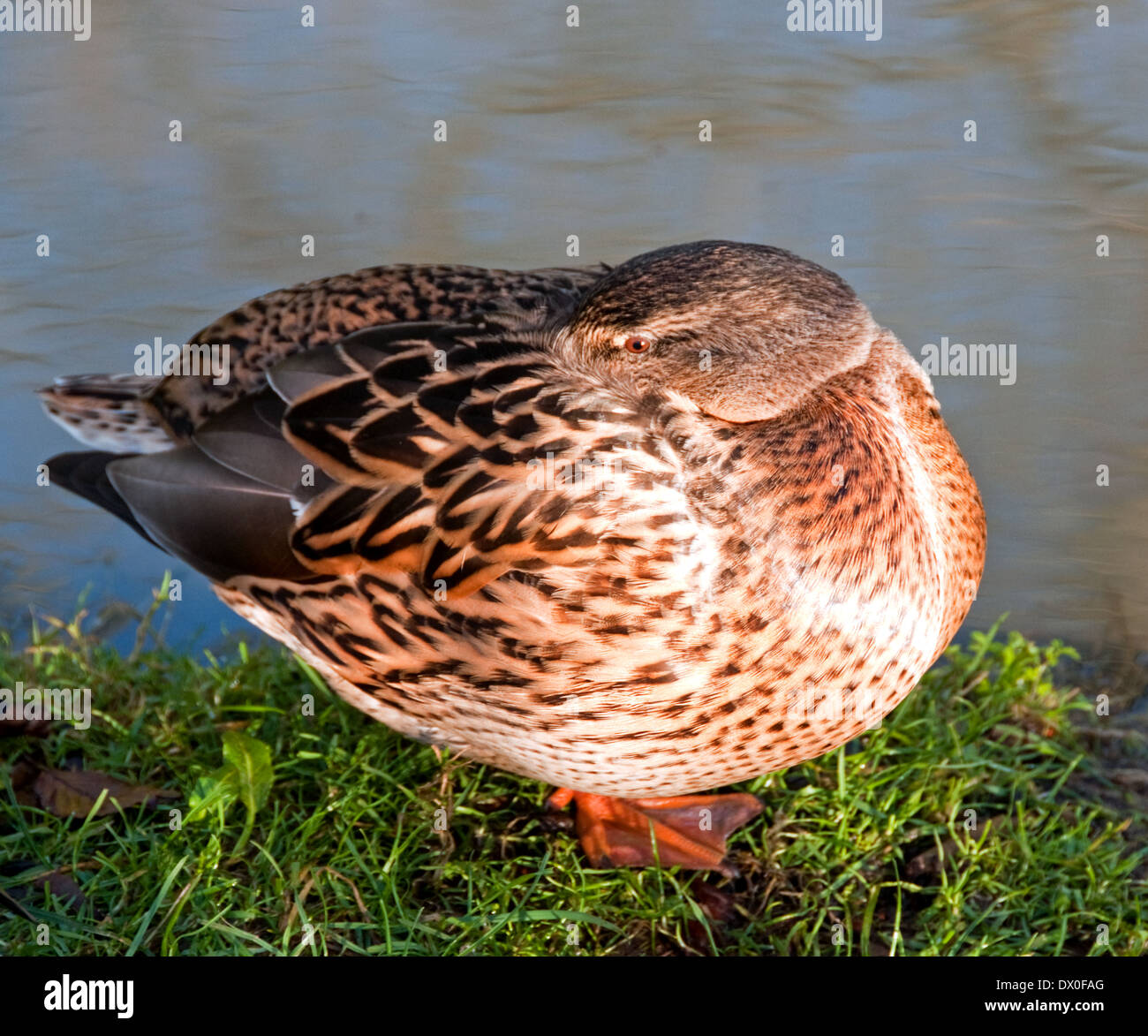 Mallard Duck resting on Canal bank Stock Photo - Alamy