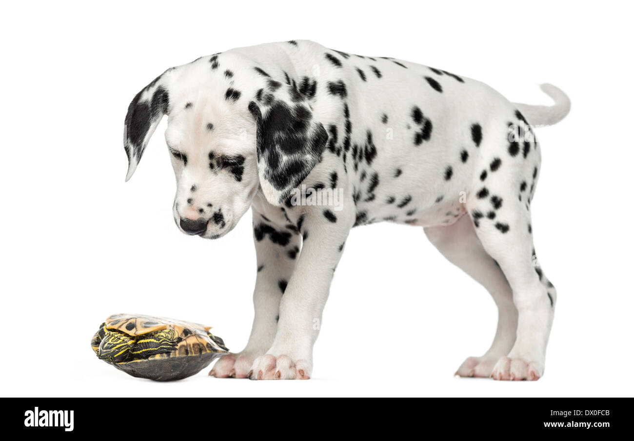 Turtle on its back hi-res stock photography and images - Alamy