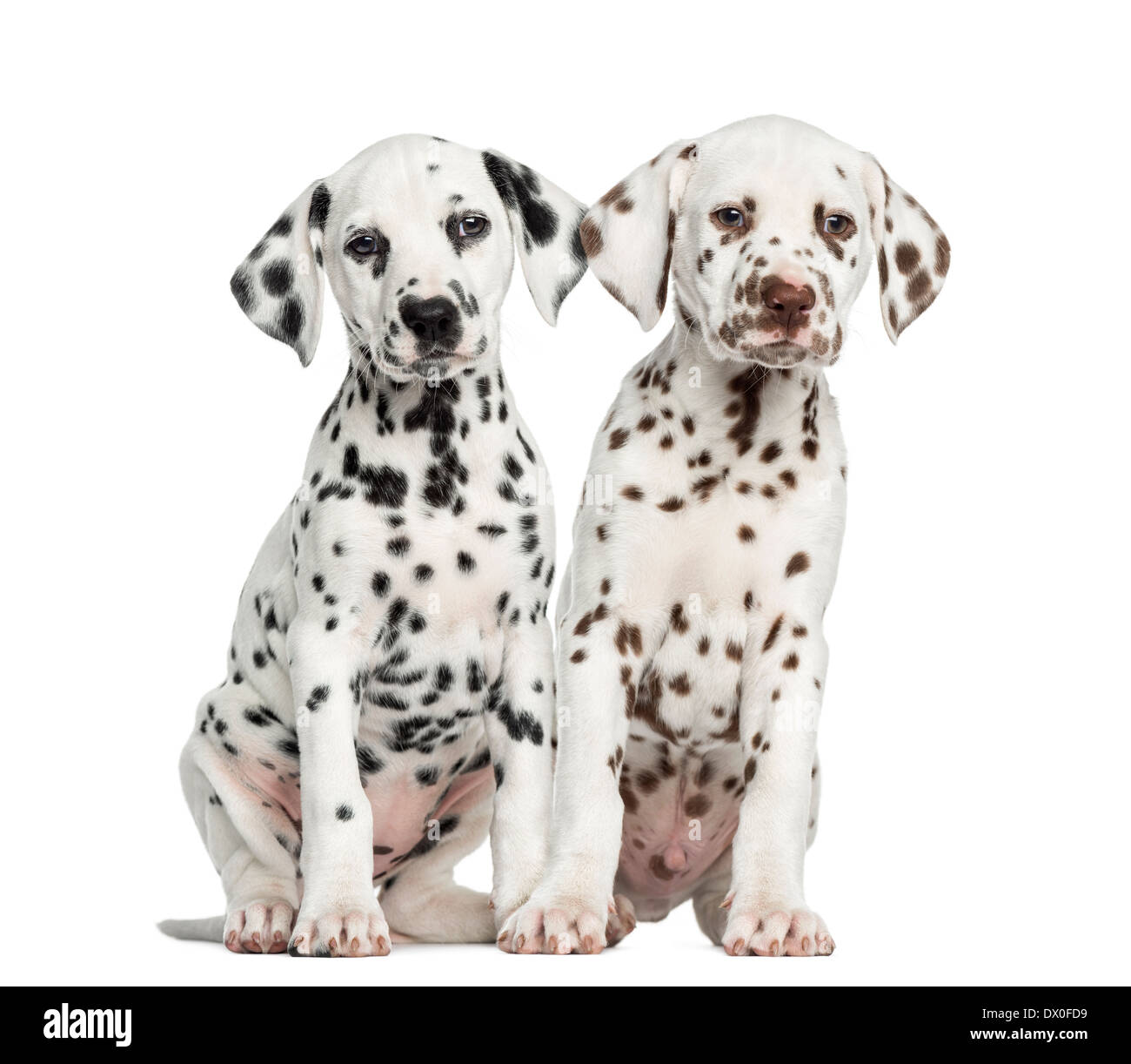 Front view of Dalmatian puppies sitting against white background Stock ...
