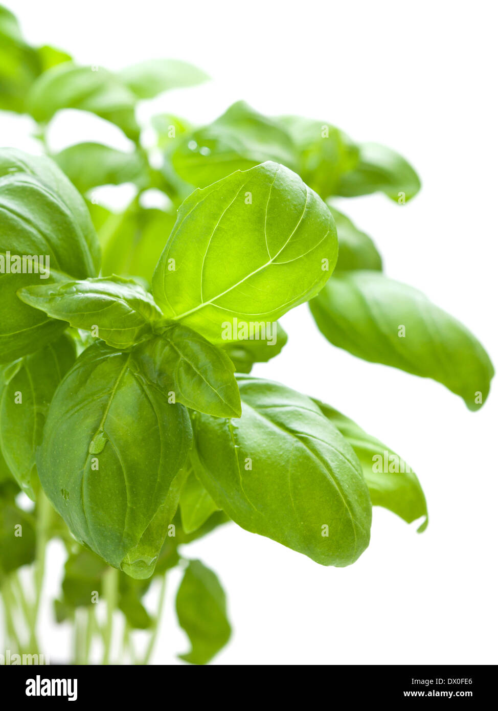 sweet basil plants isolated on white Stock Photo - Alamy