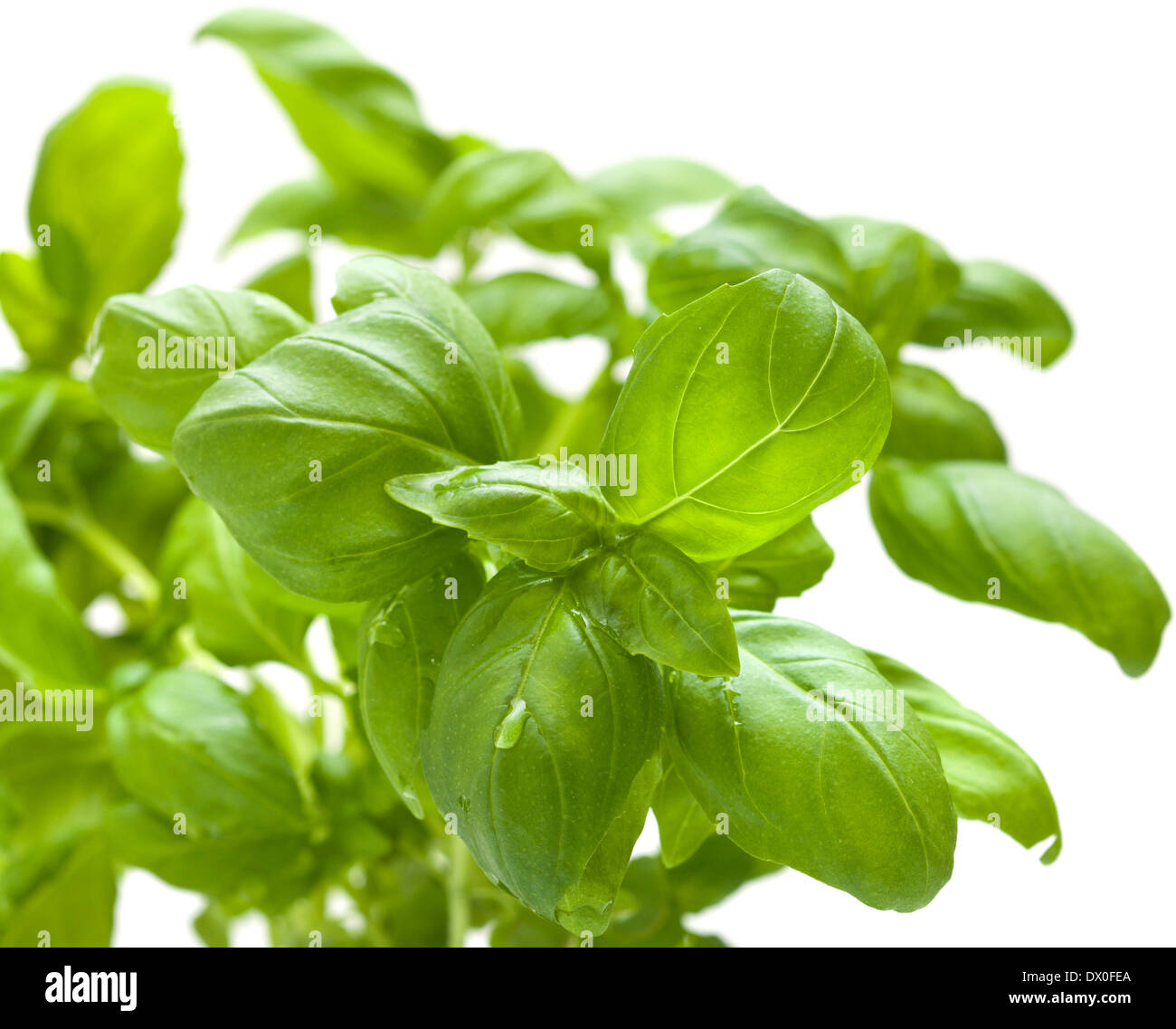 sweet basil plants isolated on white Stock Photo - Alamy