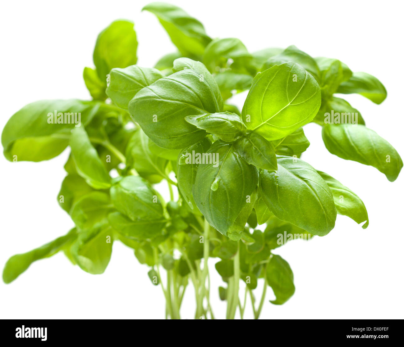 sweet basil plants isolated on white Stock Photo - Alamy