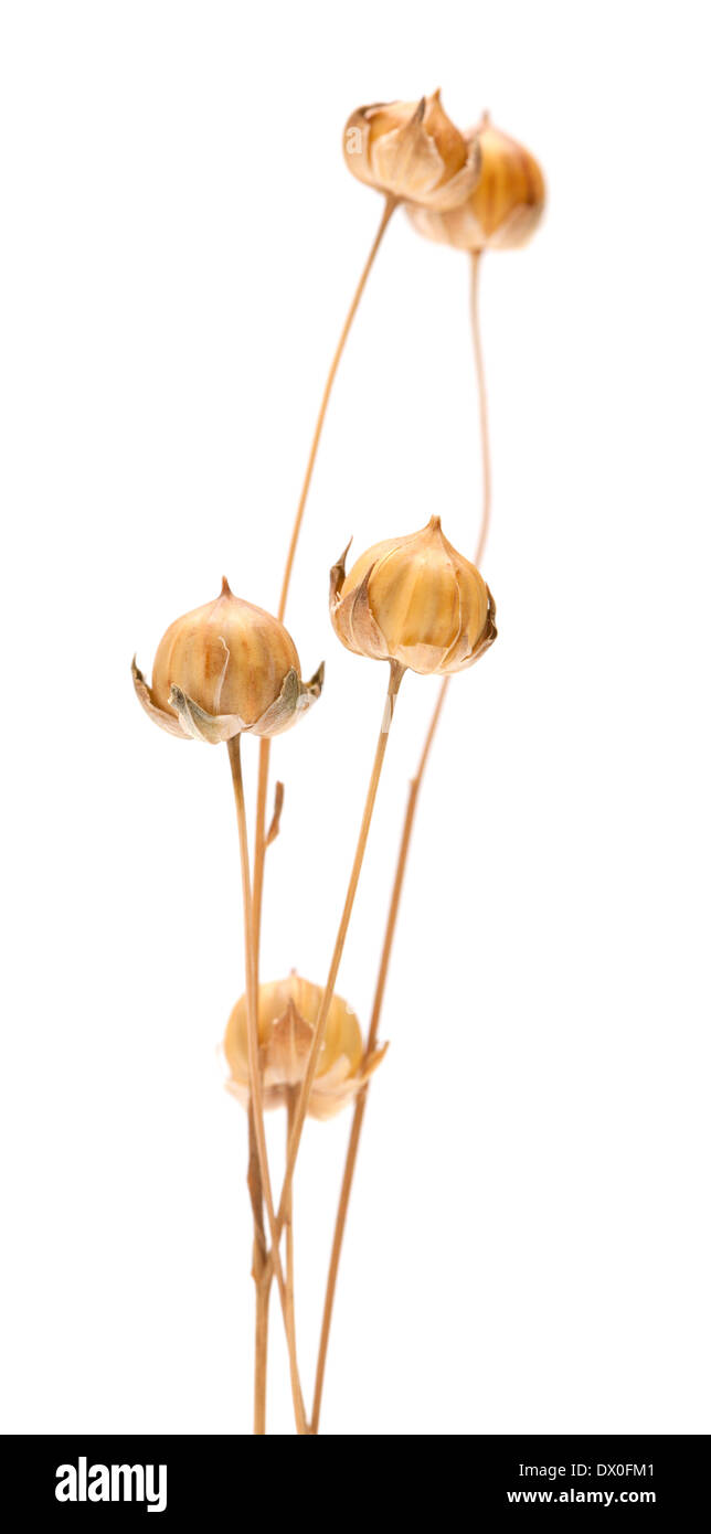 dry flax plant capsules, isolated on white Stock Photo - Alamy