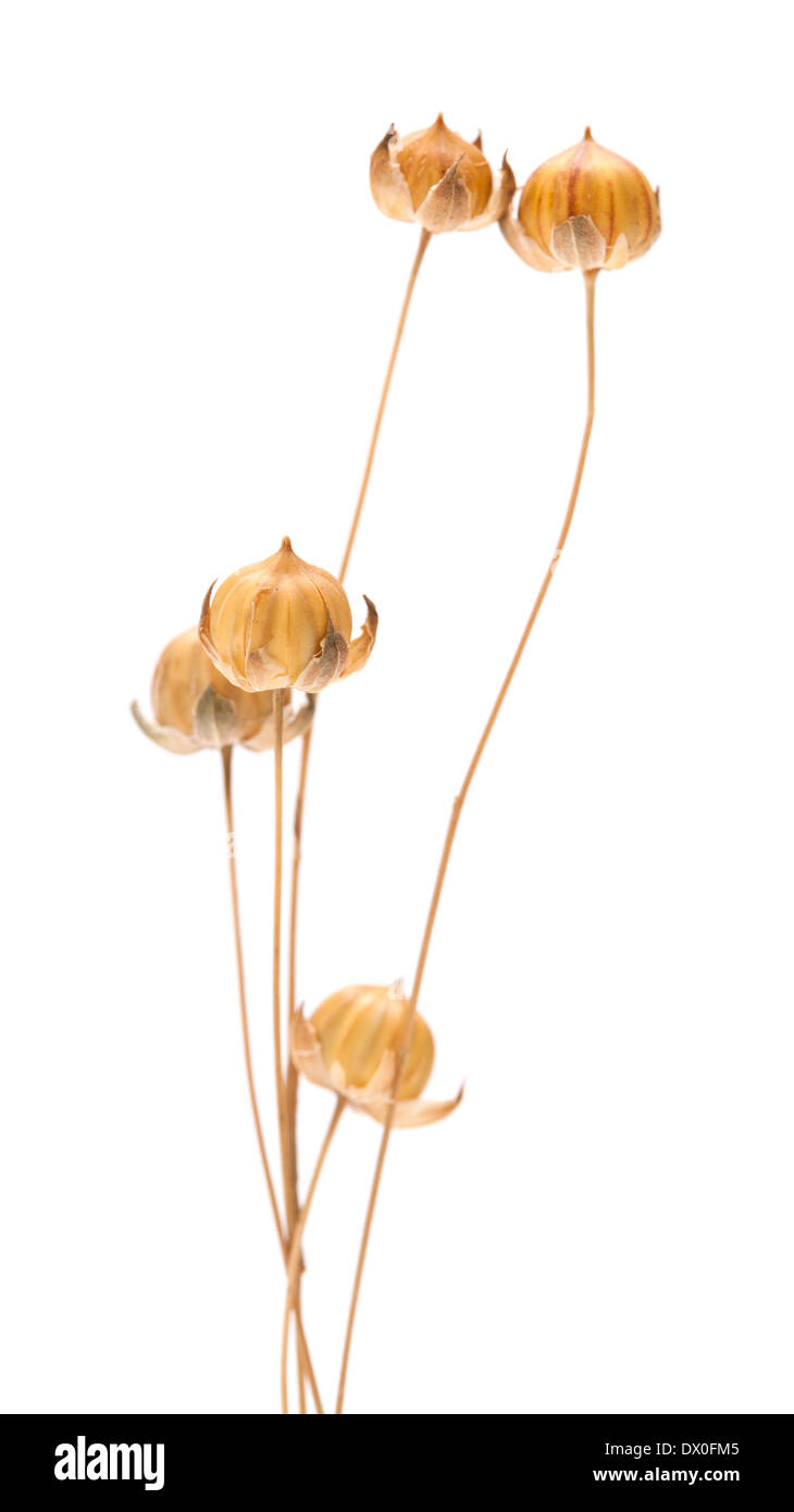 dry flax plant capsules, isolated on white Stock Photo - Alamy