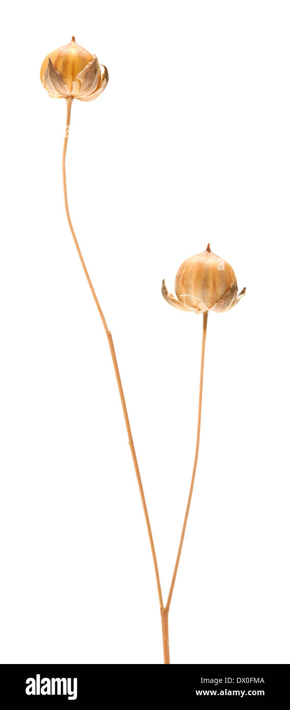 dry flax plant capsules, isolated on white Stock Photo - Alamy