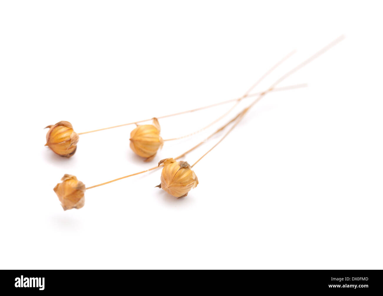 dry flax plant capsules, isolated on white Stock Photo - Alamy