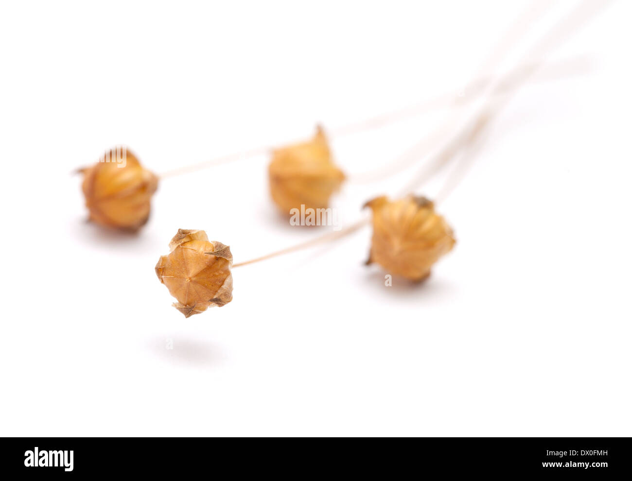 dry flax plant capsules, isolated on white Stock Photo - Alamy