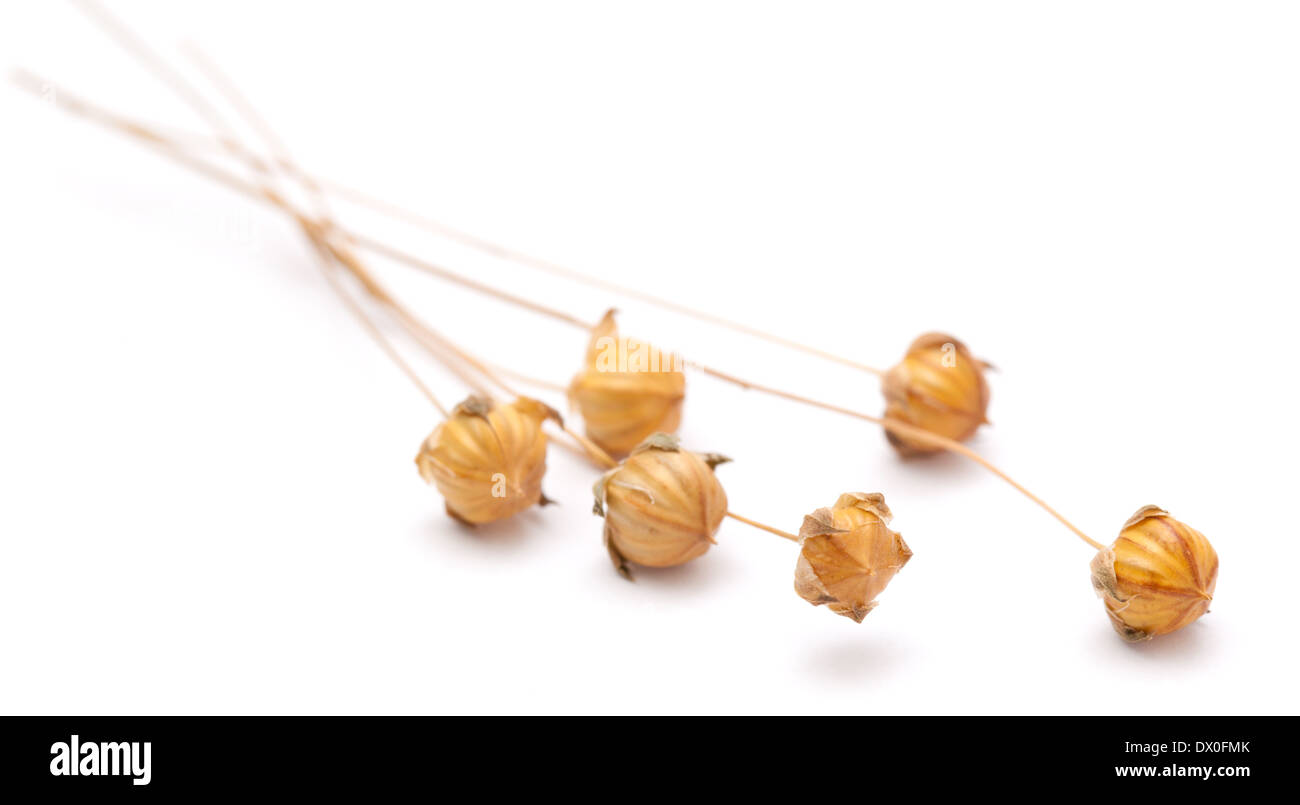 dry flax plant capsules, isolated on white Stock Photo - Alamy