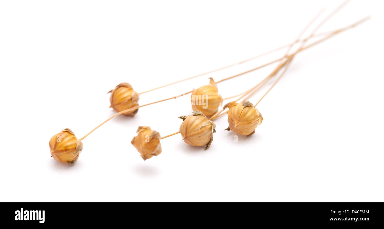 dry flax plant capsules, isolated on white Stock Photo - Alamy