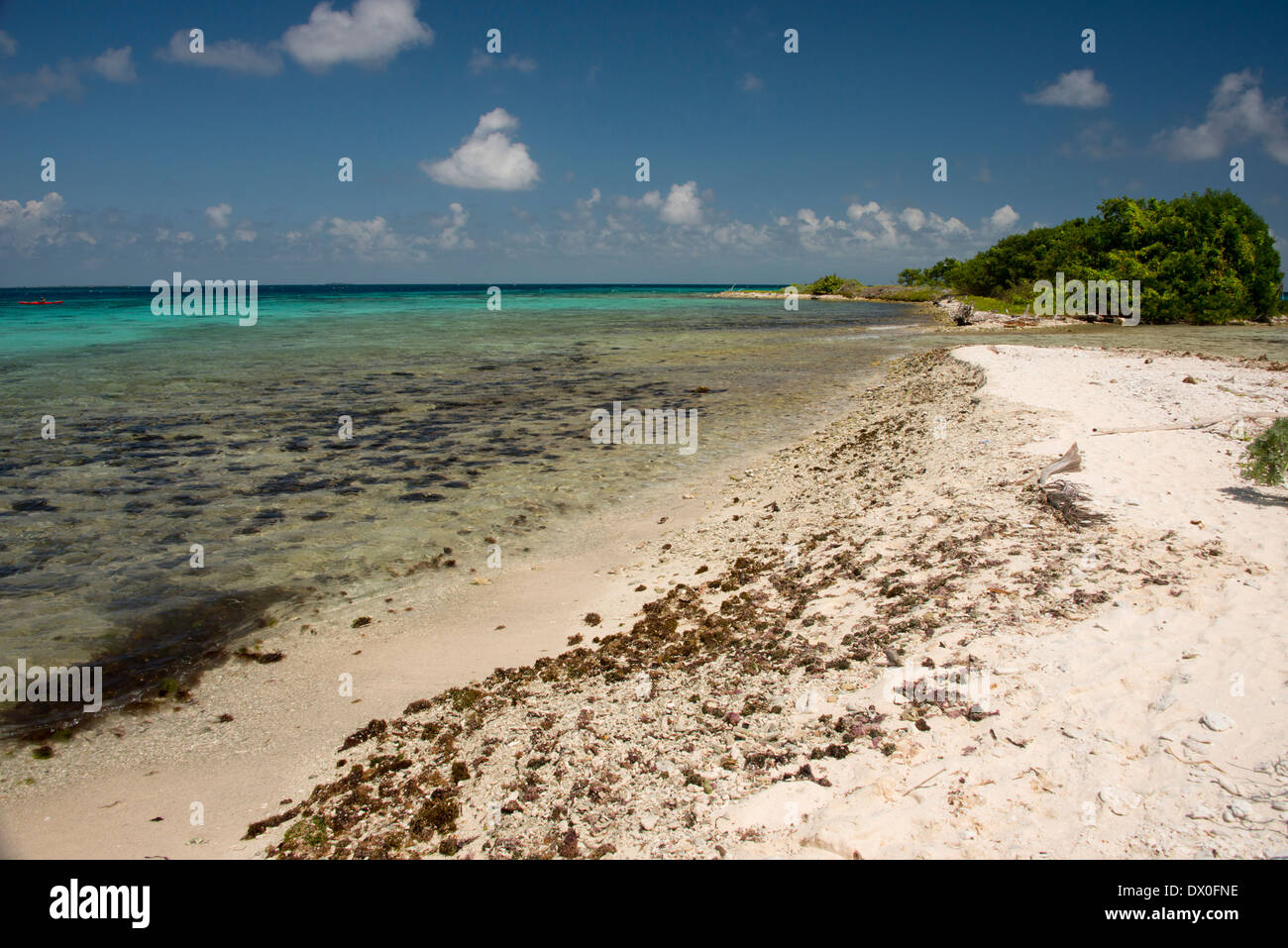 Belize, Caribbean Sea, Stann Creek District near Placencia. Laughing ...
