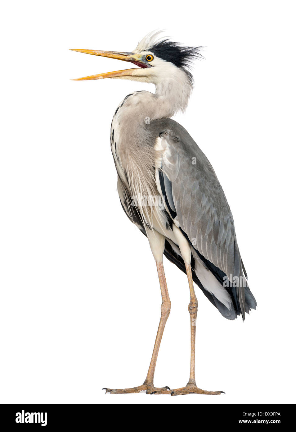 Grey heron cut out hi-res stock photography and images - Alamy