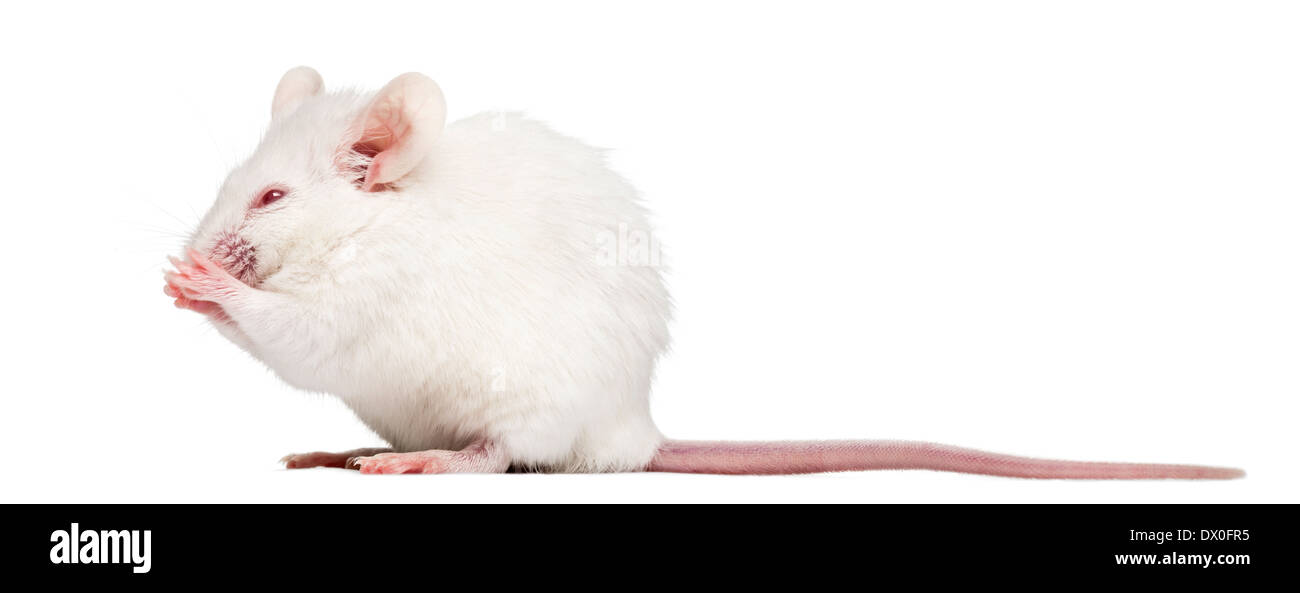Mouse washing hi-res stock photography and images - Alamy