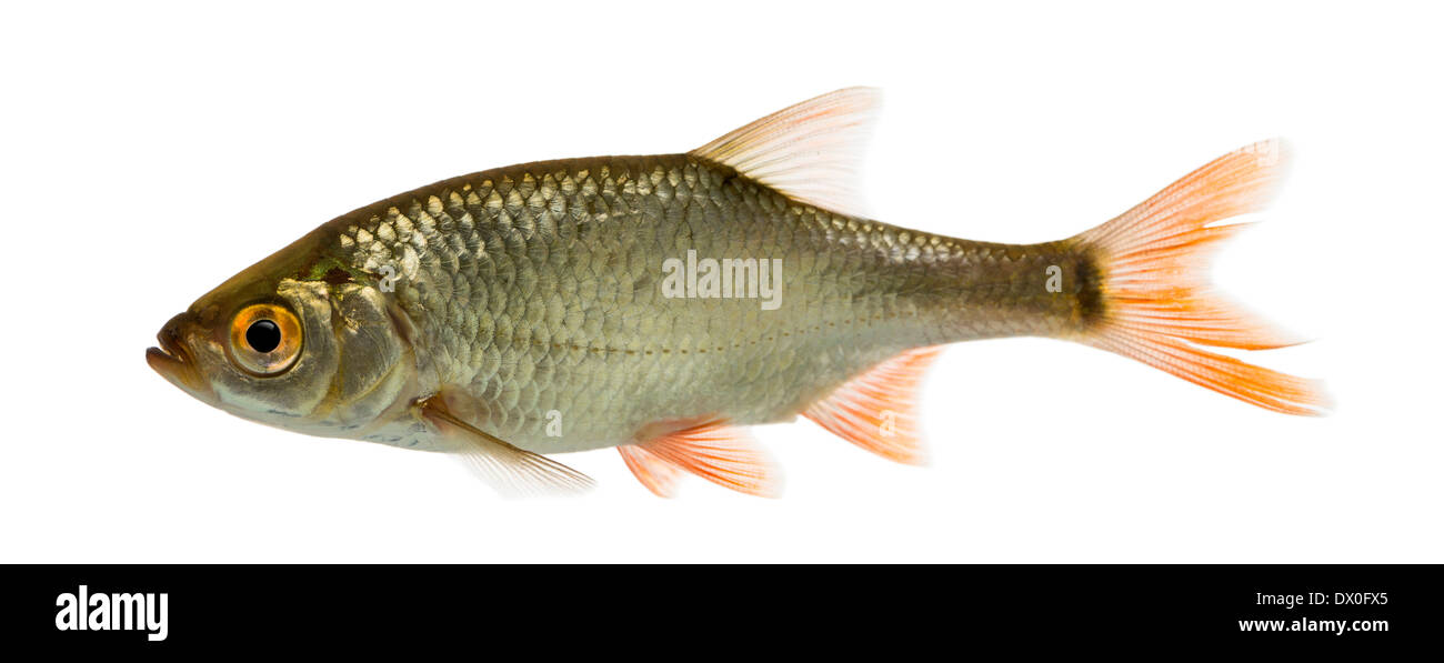 Side view of a Common roach, Rutilus rutilus, against white background ...